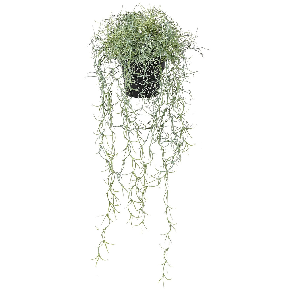 Trailing Spanish Moss – Mulberry Barn Living